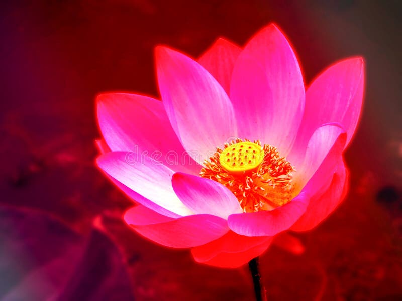 Colorful Lotus Floating on Pool Sunlight in Morning Stock Photo - Image ...