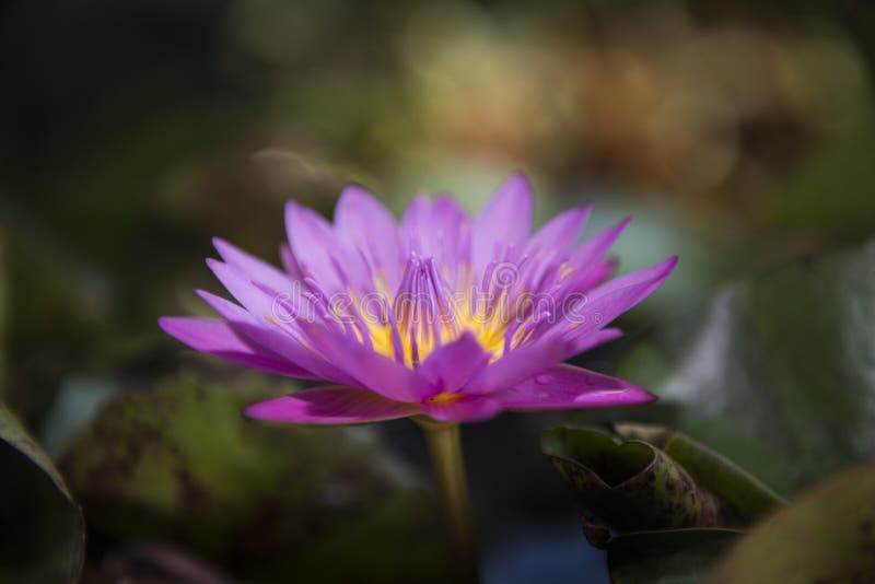 Colorful Lotus Flower Blooming Stock Photo - Image of closeup, bright ...