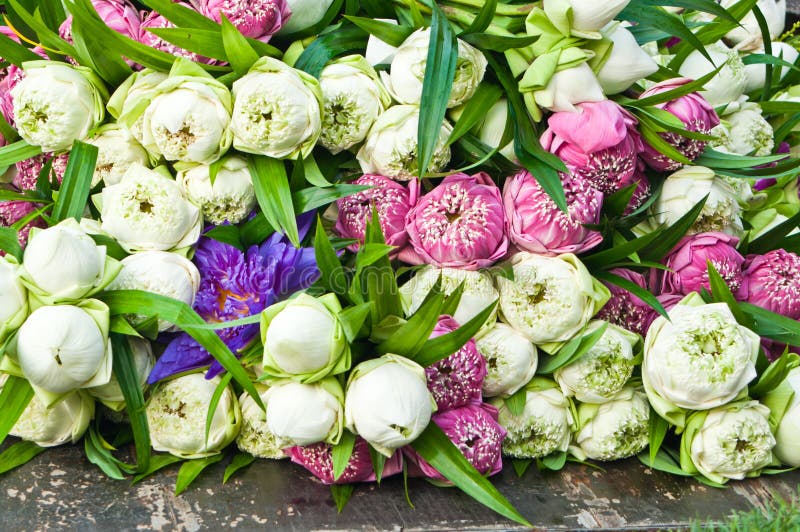 Colorful Lotus Flowers stock photo. Image of meditating - 27986074