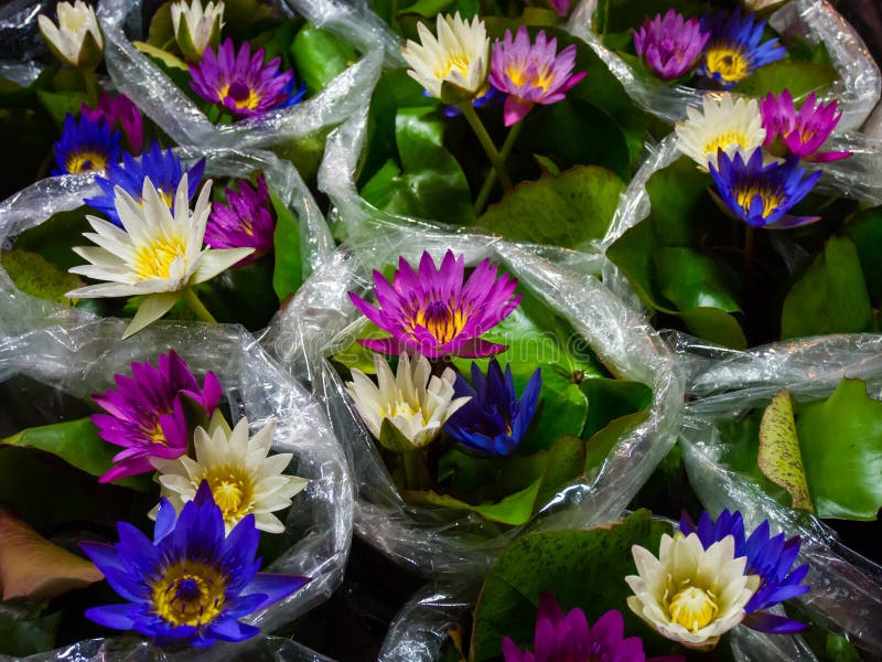 Colorful lotus upon water stock image. Image of blooming - 37854021