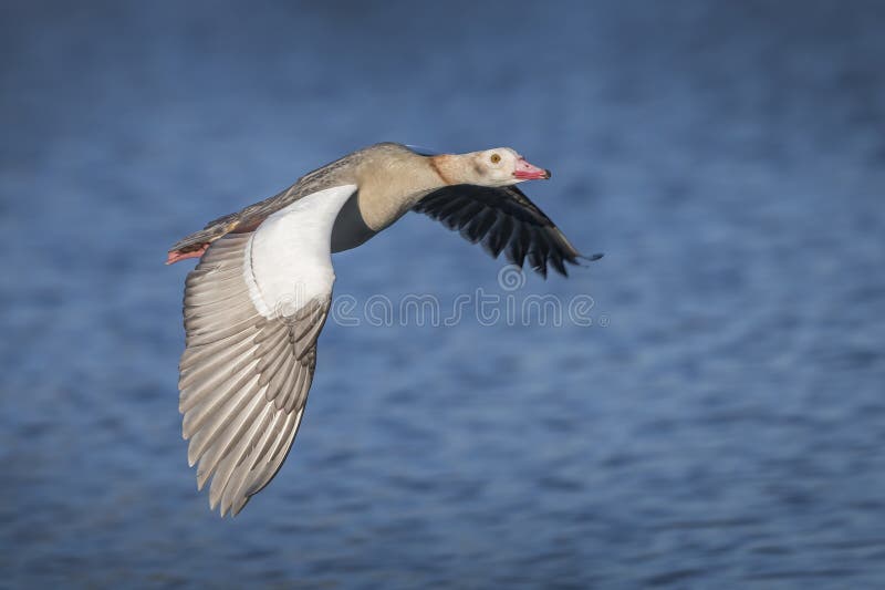 Flying Egyptian Goose stock image. Image of honk, goose - 118397819
