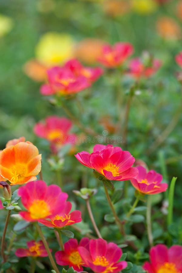 Colorful Low Growing Tropical Flowers Stock Image - Image of happy ...