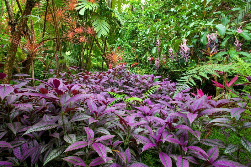 Beautiful Colorful Rainforest