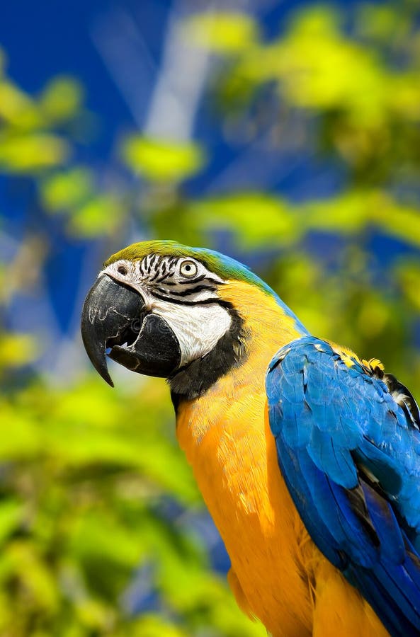 Colorful Macaw stock photo. Image of blue, beak, looking - 1654232