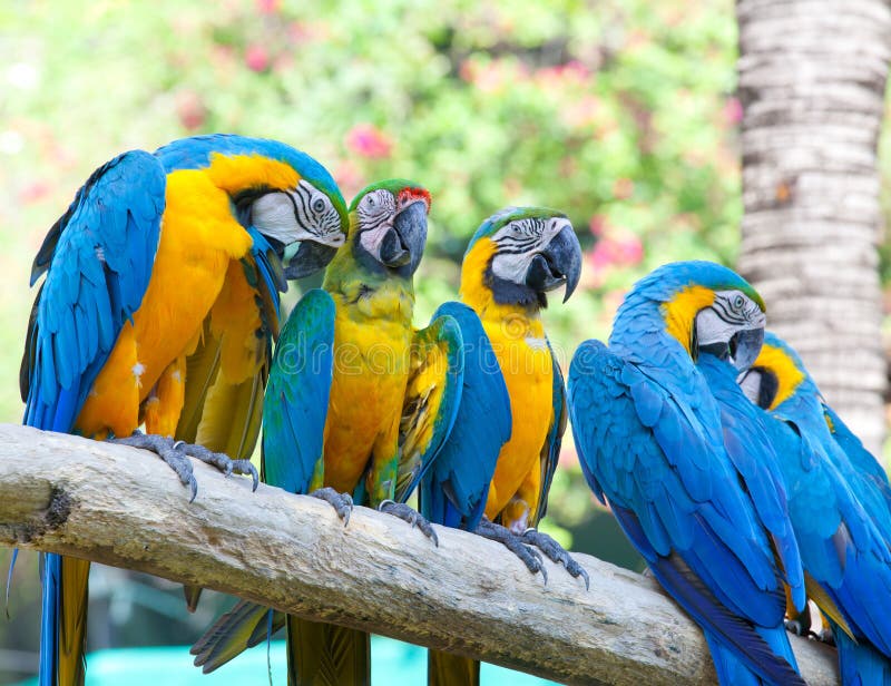 Colorful macaw stock image. Image of tropical, exotic - 21938005