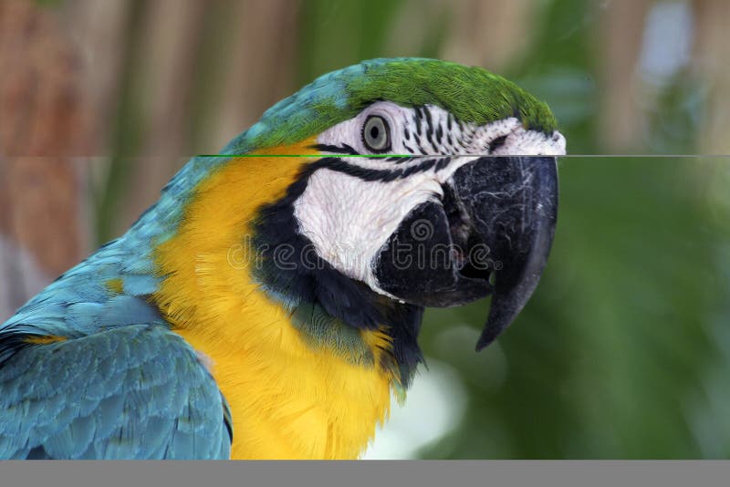 Colorful Macaw stock image. Image of animal, blue, cute - 9420543