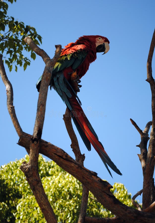 Colorful Macaw stock image. Image of wing, tropical - 204414959