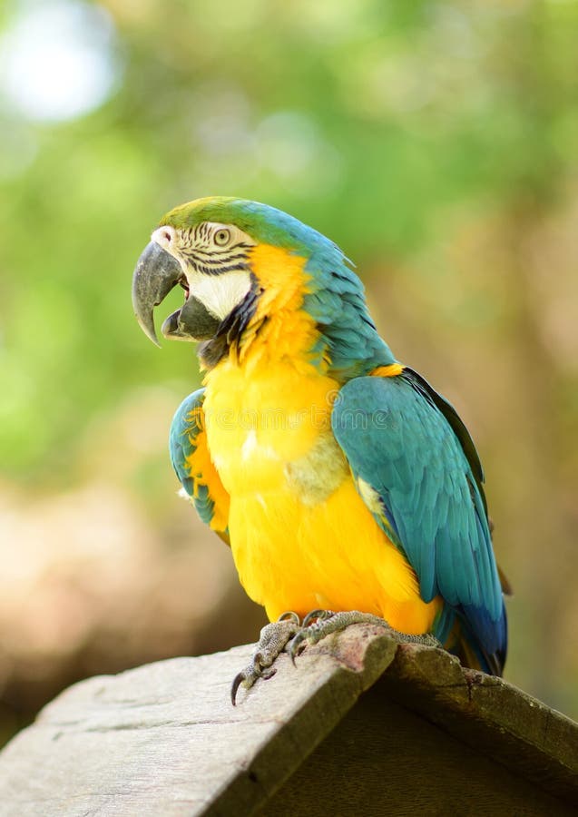 Colorful macaw stock image. Image of colorful, macaw - 69931087