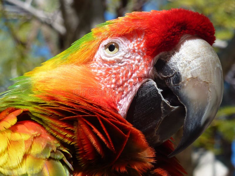 Colorful Macaw stock photo. Image of rainbow, macaw, yellow - 41776940