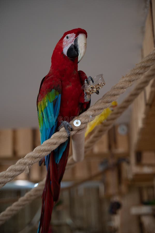 Macaw Eating Grapes while Standing on a Rope, Vertical Stock Image ...