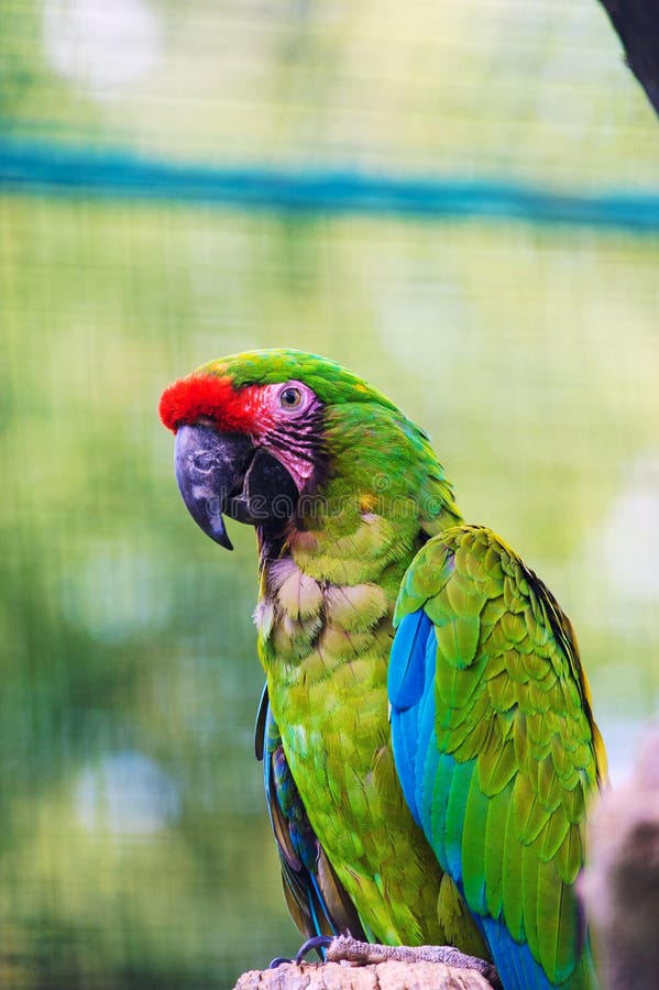 Colorful Macaw Parrot stock image. Image of bird, colorful - 165102103