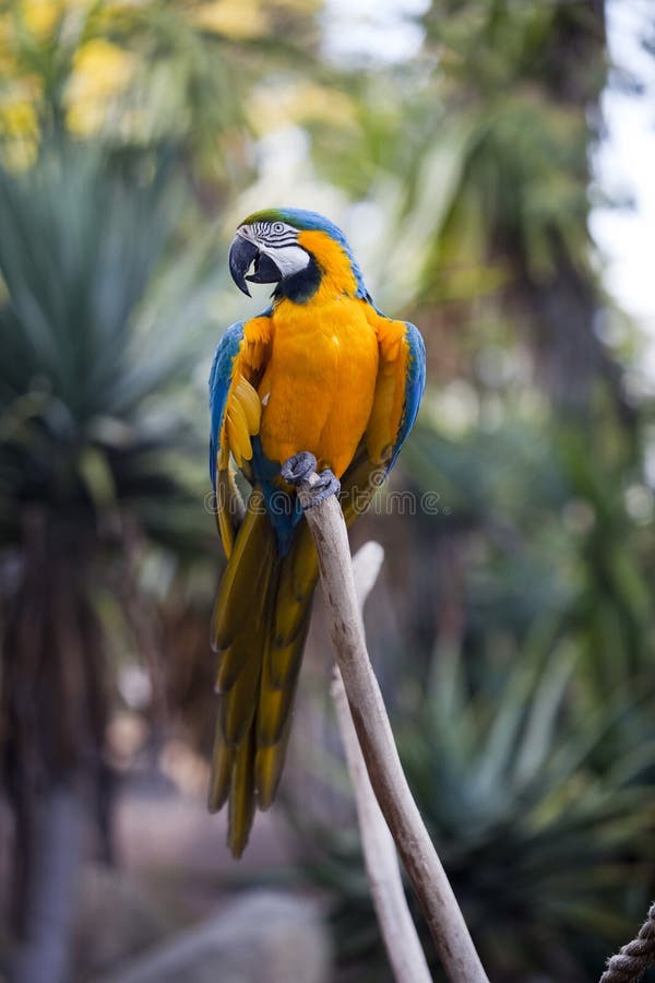 Colorful macaw parrot stock photo. Image of portrait - 18758846