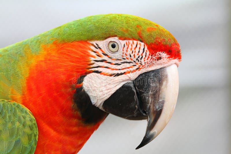Colorful Macaw Parrot stock photo. Image of wildlife - 21600400