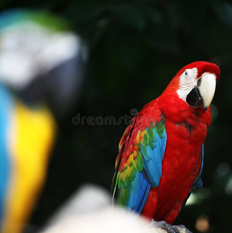 Colorful Macaw Parrot stock photo. Image of green, forest - 23357650