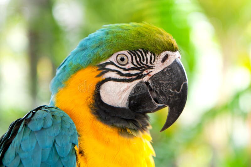 Colorful Macaw parrot stock photo. Image of macaw, southeast - 25722630
