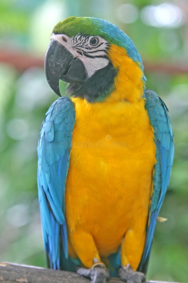 Rare Macaw stock image. Image of bright, forest, feather - 4639479
