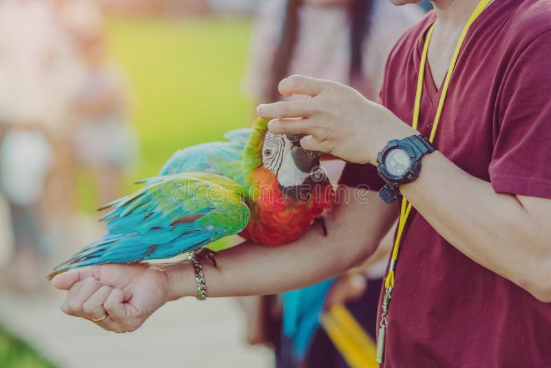Colorful parrot on a hand stock image. Image of animal - 8997063