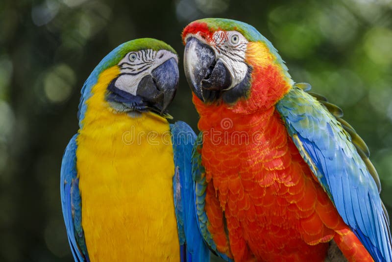 Colorful Macaw Parrots Affection Together in Pantanal, Brazil Stock ...