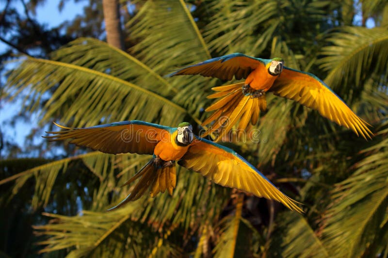 Colorful Macaw Parrots Flying in the Forest. Stock Image - Image of ...