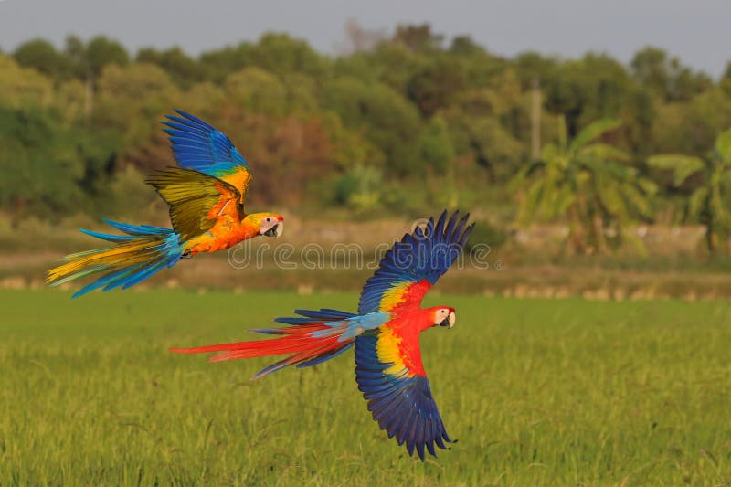 Colorful Macaw Parrots Flying in the Forest. Stock Photo - Image of ...