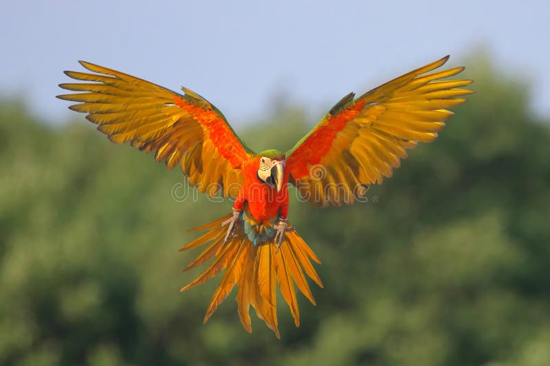 Colorful Macaw Parrots Flying in the Sky. Stock Image - Image of ...
