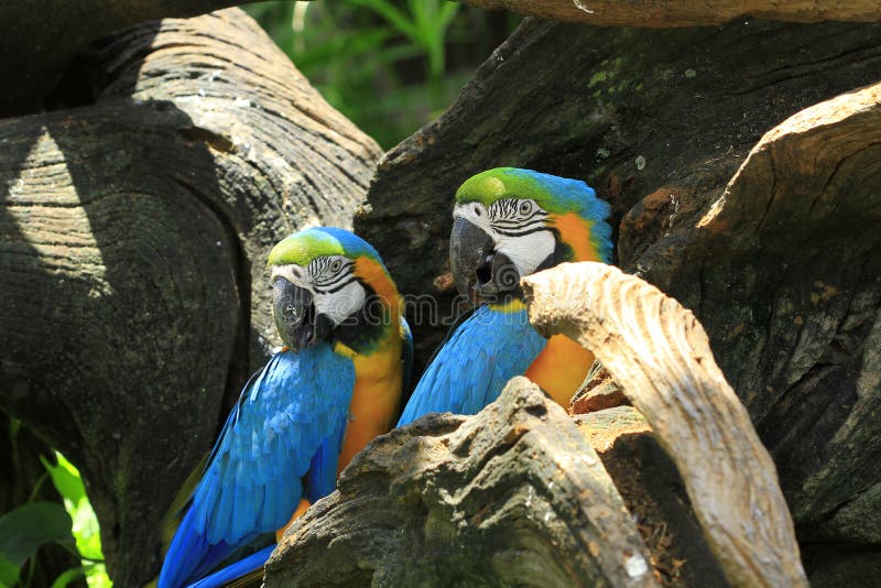 Colorful macaws stock photo. Image of bird, parrot, nature - 25391696