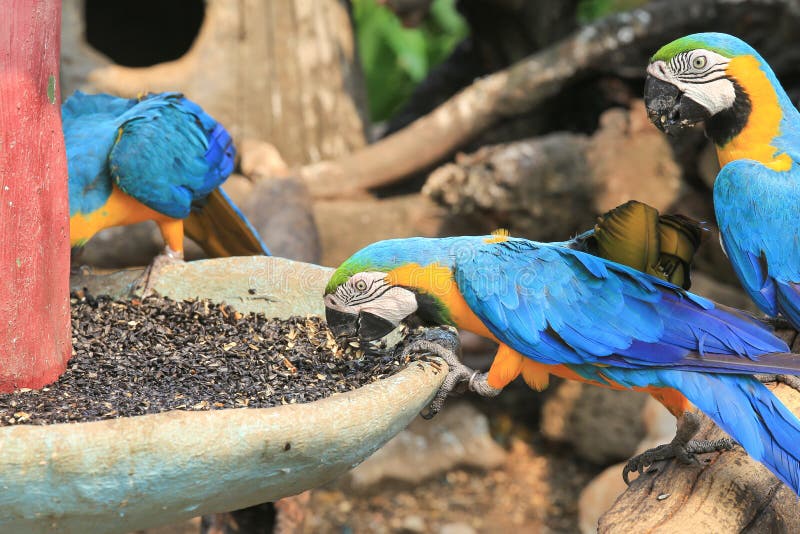Eating macaws stock image. Image of yellow, blue, ararauna - 19747603