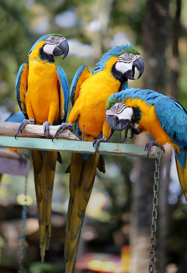 Colorful macaws stock image. Image of beaks, home, color - 49810059