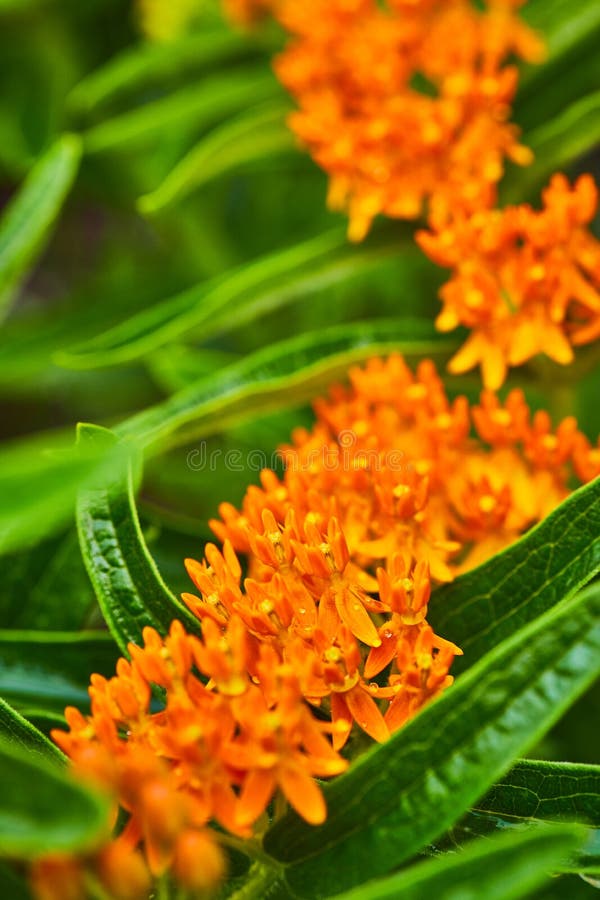 Colorful Macro of Tiny Orange Flowers Stock Photo - Image of season ...