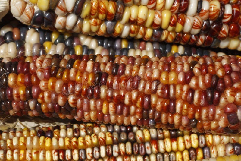 Colorful Maize stock photo. Image of crop, food, farm - 11391746