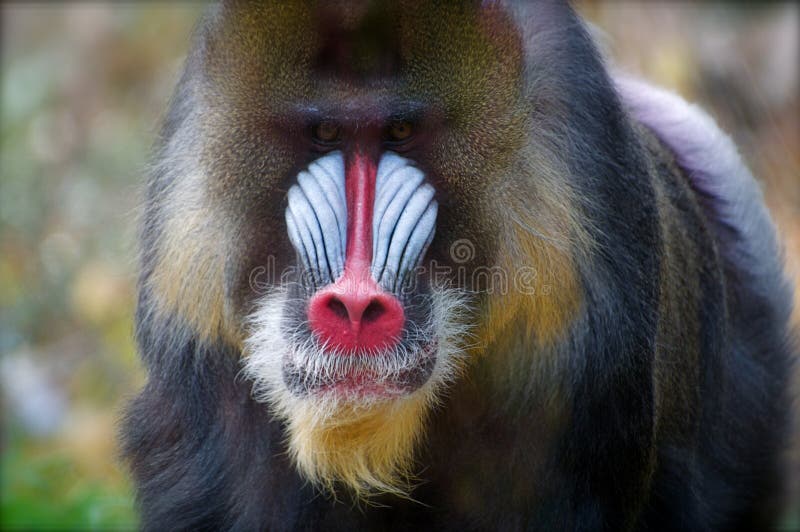 Mandrill stock photo. Image of macaque, wildlife, snout - 5365274