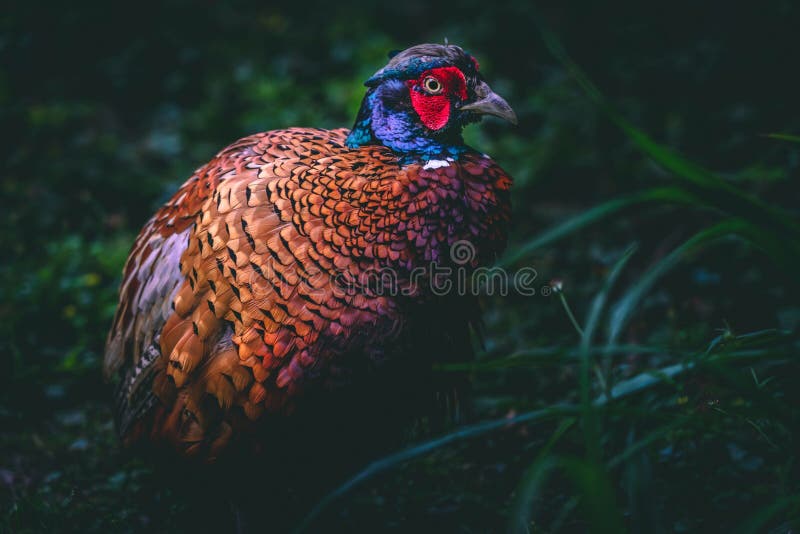 Colorful Male Pheasant Surrounded by Lush Greenery. Stock Photo - Image ...