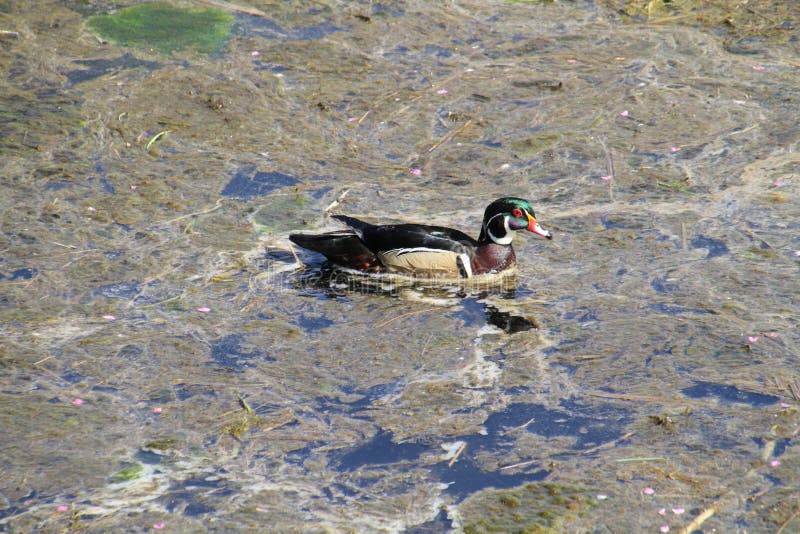A Colorful Male Wood Duck Swimming in a Stream Stock Photo - Image of ... A Colorful Male Wood Duck Swimming in a Stream Stock Photo - Image of ...