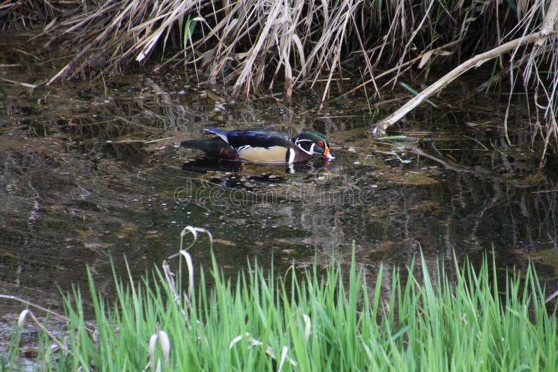 A Colorful Male Wood Duck Swimming in a Stream Stock Photo - Image of ... A Colorful Male Wood Duck Swimming in a Stream Stock Photo - Image of ...
