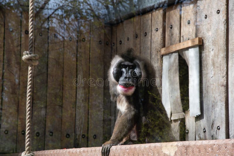 Colorful Mandril Dril Monkey with a Black Muzzle and a Blue-pink ...