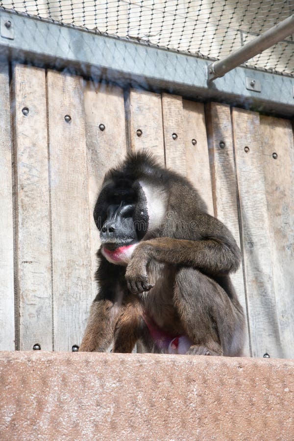 Colorful Mandril Dril Monkey with a Black Muzzle and a Blue-pink ...