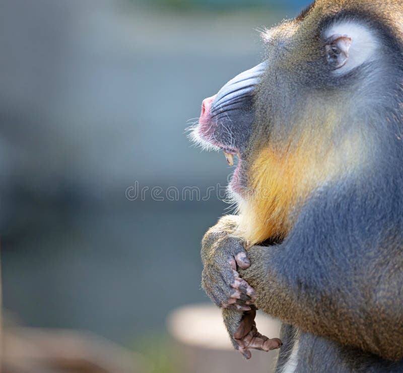 1,050 Colorful Baboon Stock Photos - Free & Royalty-Free Stock Photos ...