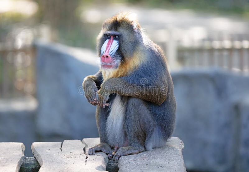 1,050 Colorful Baboon Stock Photos - Free & Royalty-Free Stock Photos ...