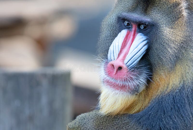 Colorful mandrill baboon stock image. Image of orange - 202245337