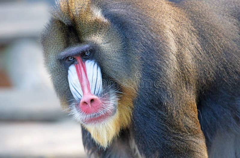 1,050 Colorful Baboon Stock Photos - Free & Royalty-Free Stock Photos ...