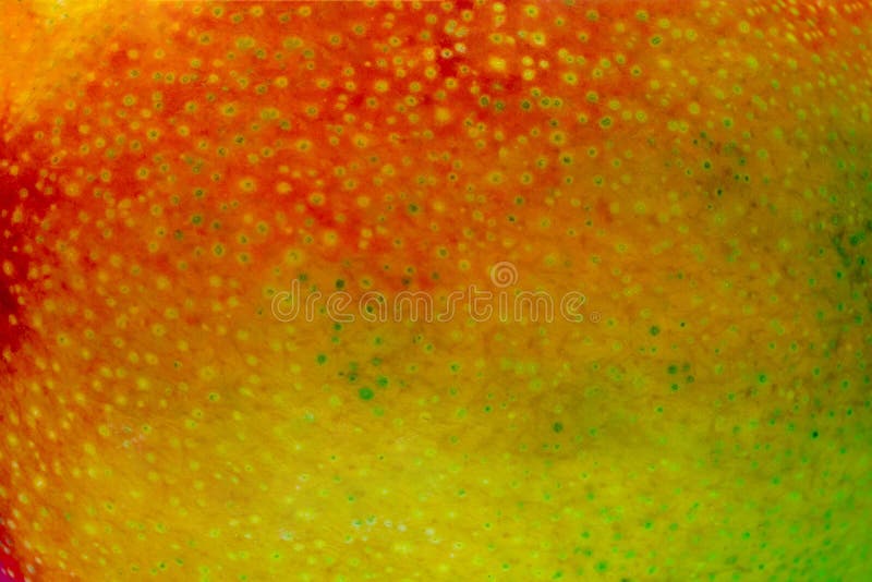 Colorful Mango Fruit stock image. Image of white, colorful - 2707215