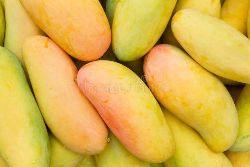 Colorful mangoes stack stock photo. Image of mango, change - 72878646