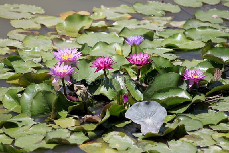 Colorful Many of Lotus are Blooming. Stock Photo - Image of leaf, pond ...