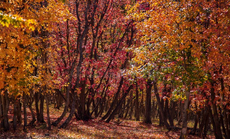 Colorful Maple Forest Along Nebo Loop in Utah during Peak Autumn Time ...