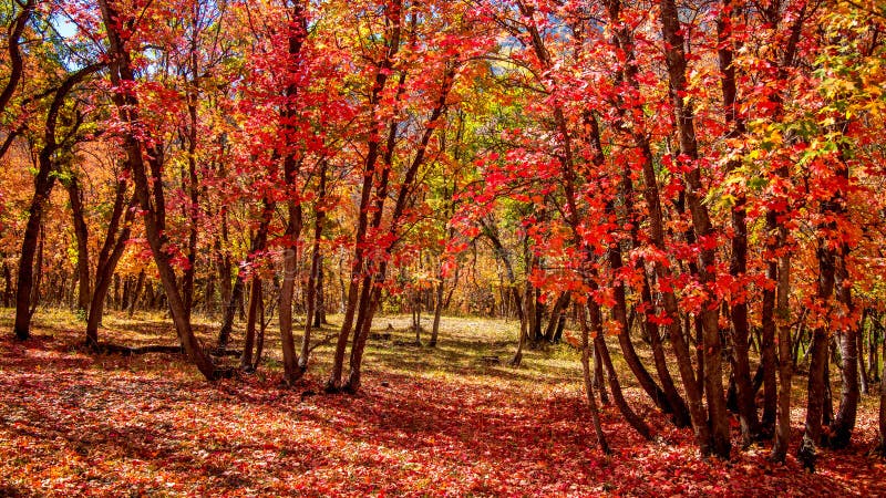 Colorful Maple Forest Along Nebo Loop in Utah during Peak Autumn Time ...