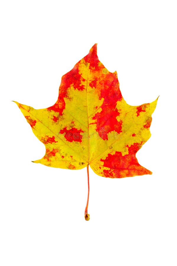 Colorful maple leaf stock image. Image of autumn, falling - 28117775