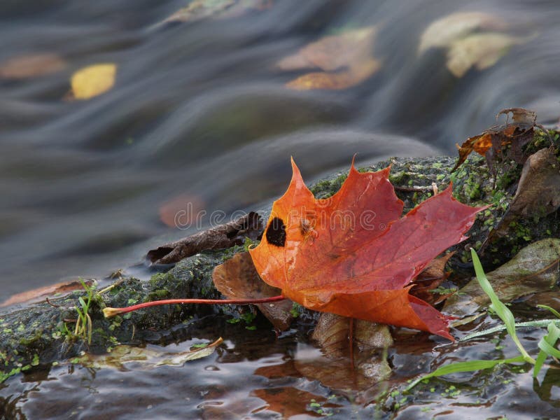 Colorful Maple leaf stock photo. Image of north, maple - 9545116