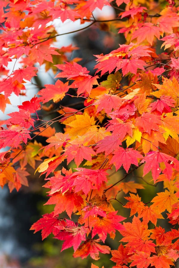 Colorful Maple Leaf in Autumn Landscape Stock Photo - Image of blue ...