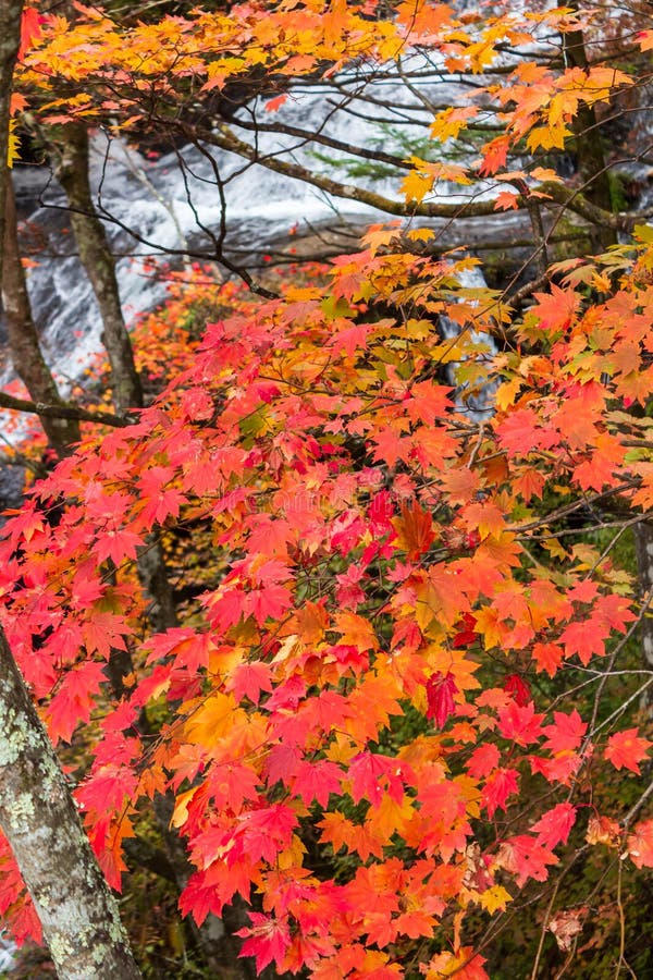 Colorful Maple Leaf in Autumn Landscape Stock Image - Image of autumn ...