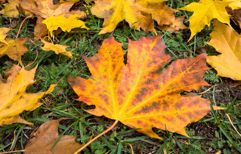 Colorful maple leaf stock image. Image of colorful, leaf - 61981605